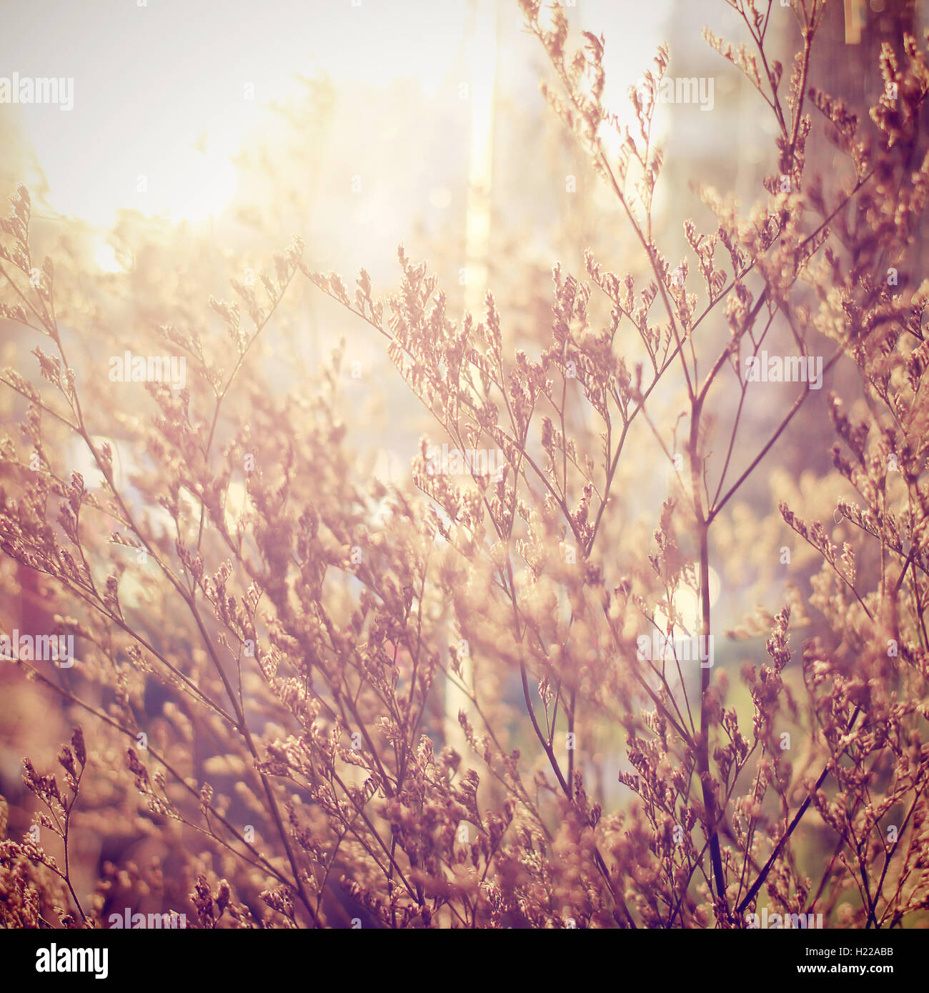 Decoration dried flowers with retro filter effect Stock Photo - Alamy