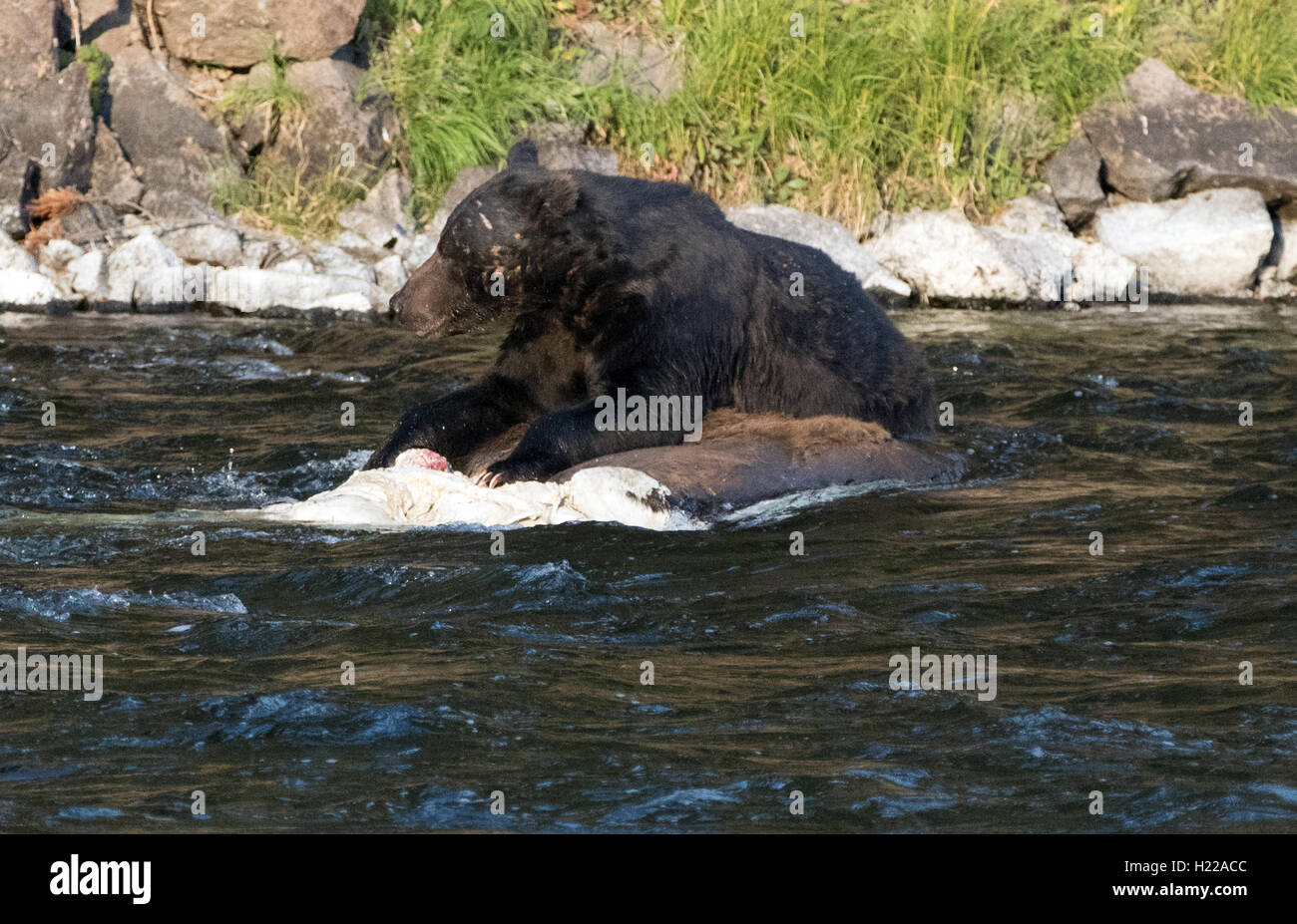 Carcass buffalo bison hi-res stock photography and images - Alamy