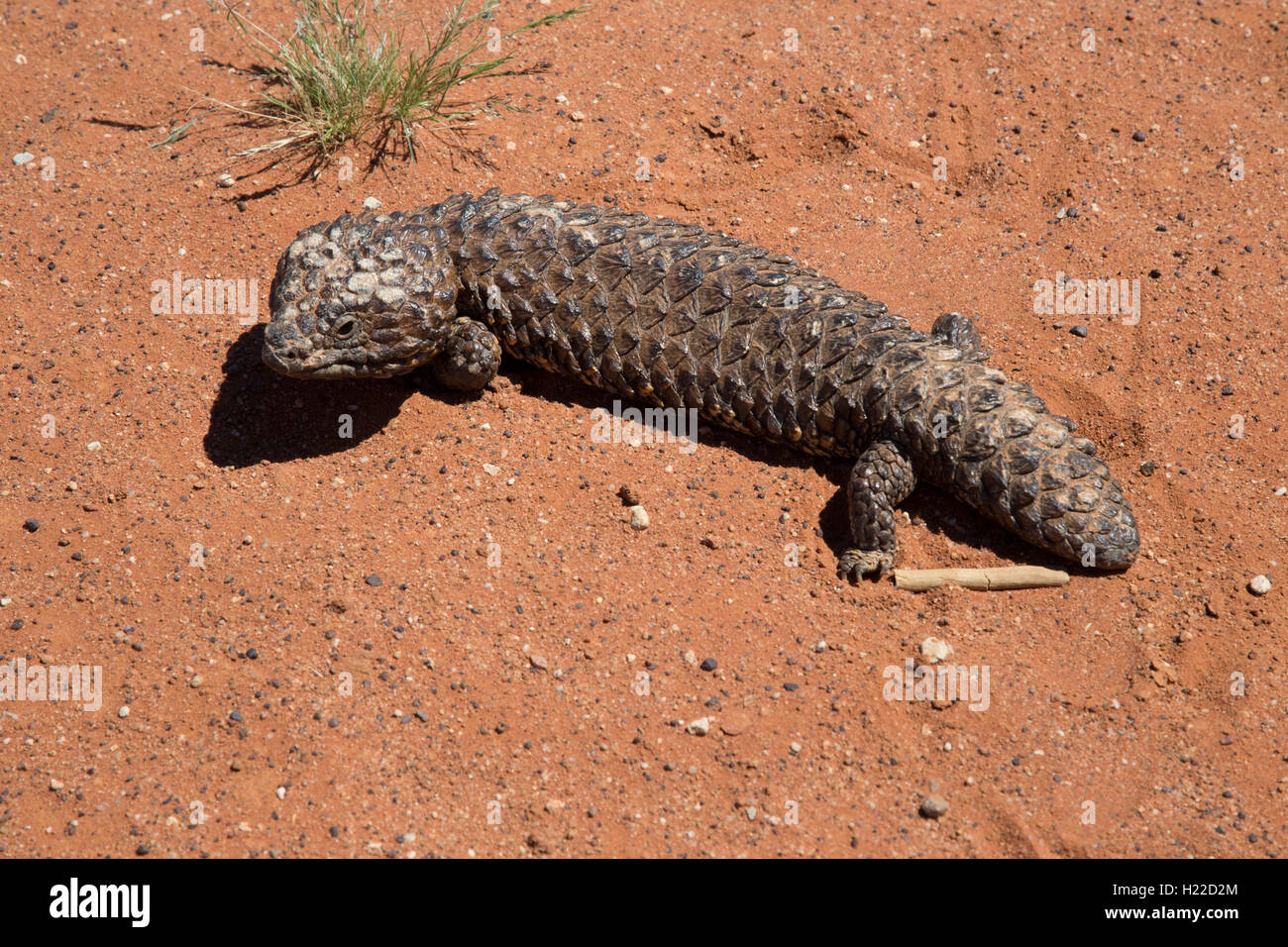 Shingleback Lizard (Tiliqua rugosa) is a short-tailed, slow moving ...