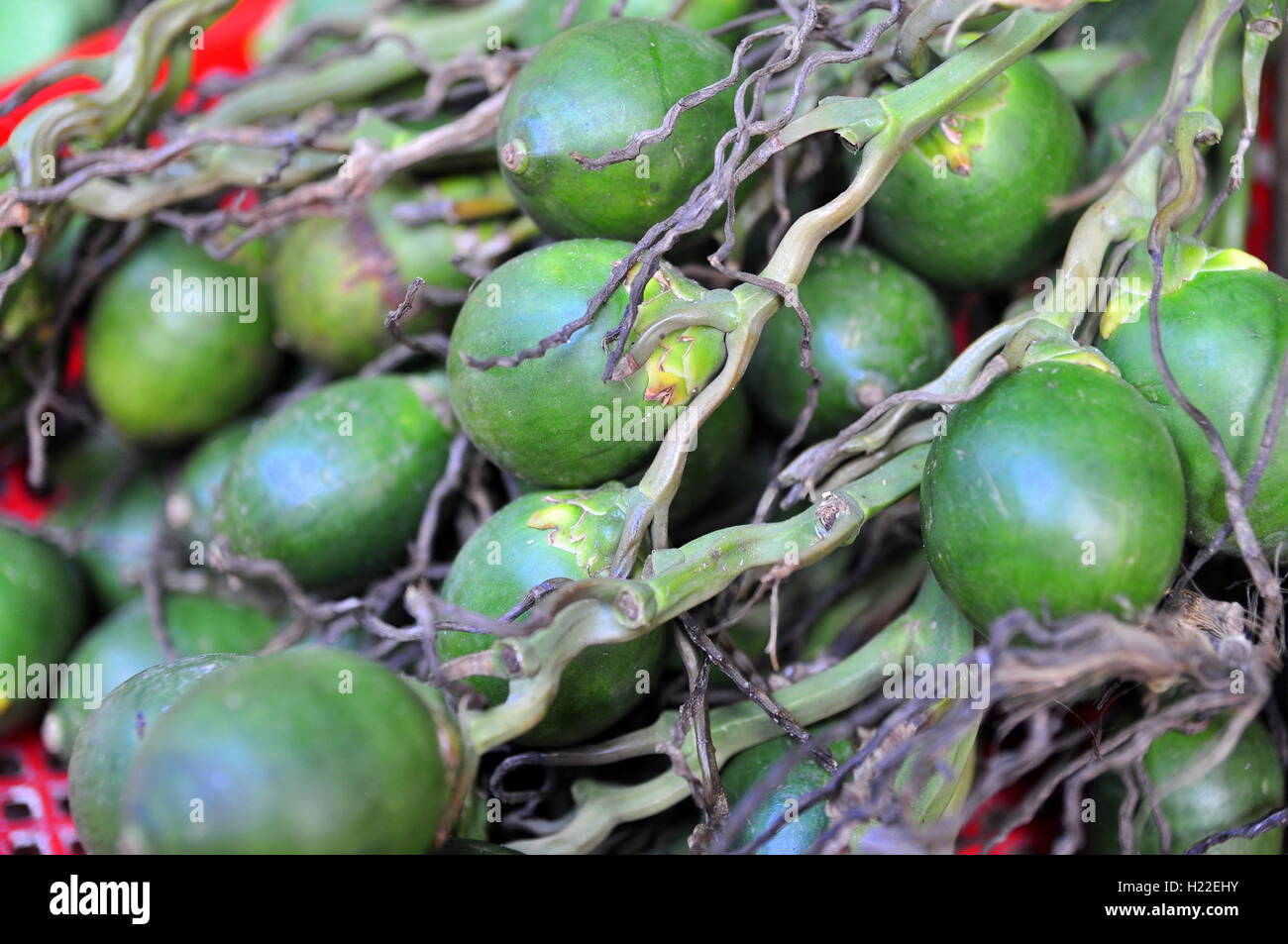 Areca palm fruits areca catechu hi-res stock photography and images - Alamy