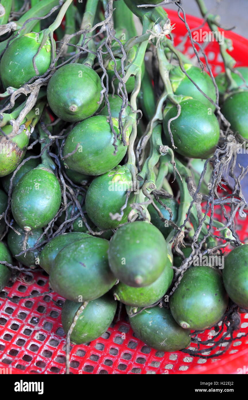 Areca palm fruits areca catechu hi-res stock photography and images - Alamy