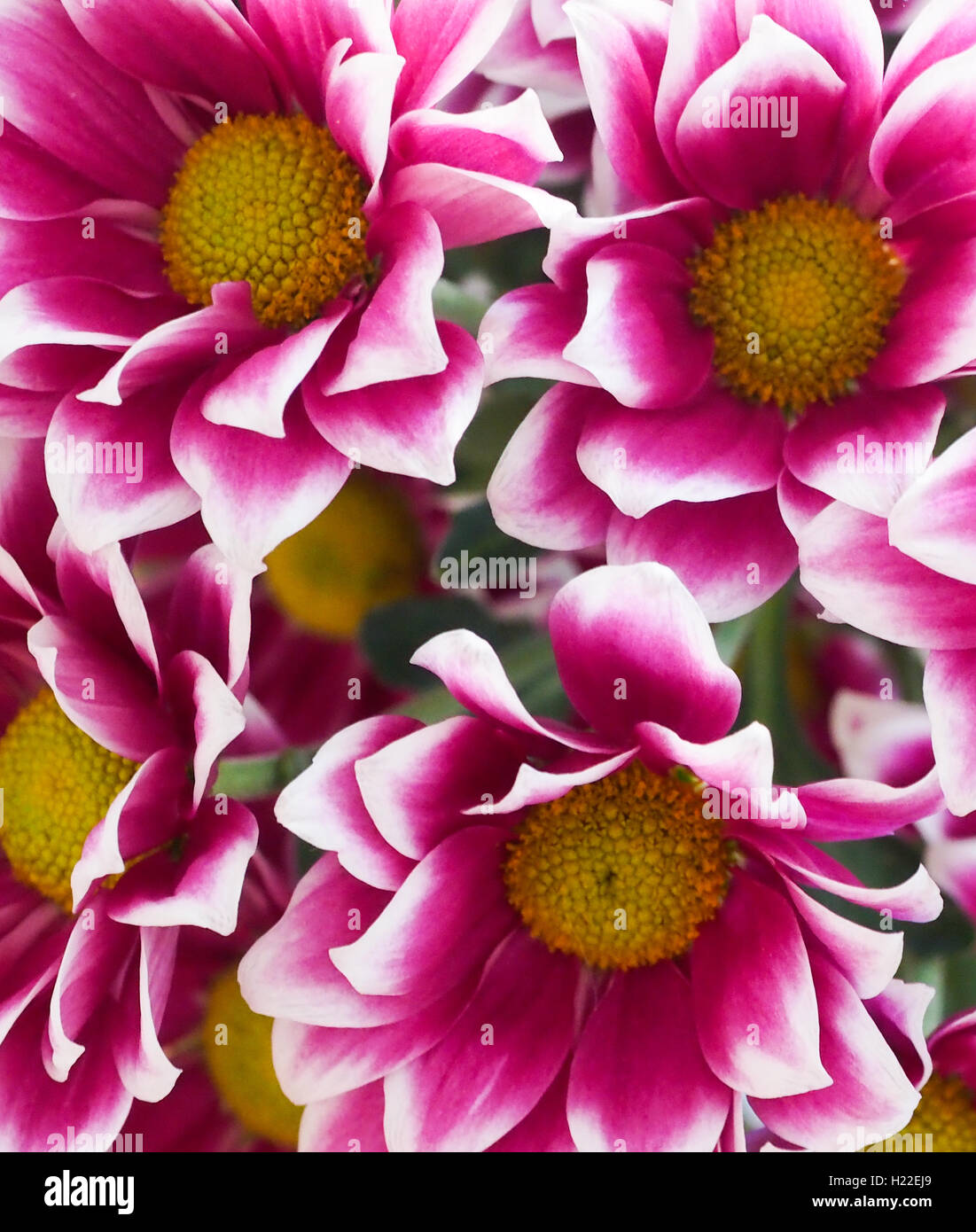 Flower close up shot from above Stock Photo - Alamy