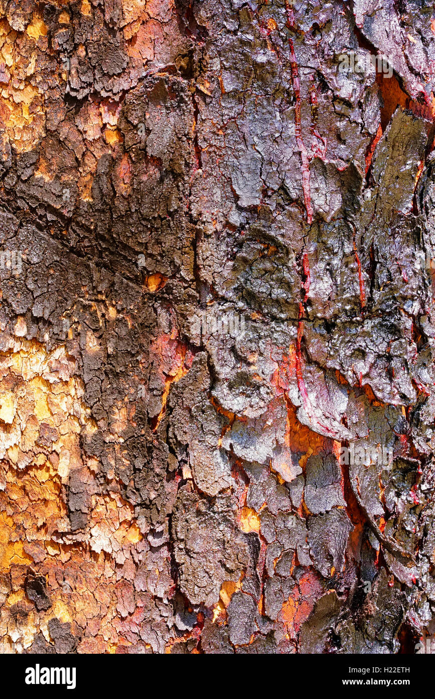 Bloodwood tree hi-res stock photography and images - Alamy