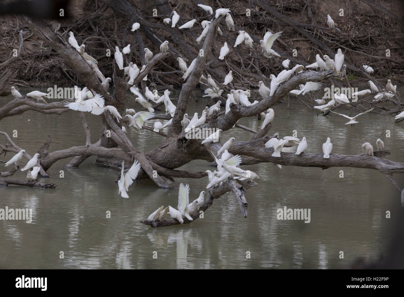 Darling river in kinchega national park hi-res stock photography and ...