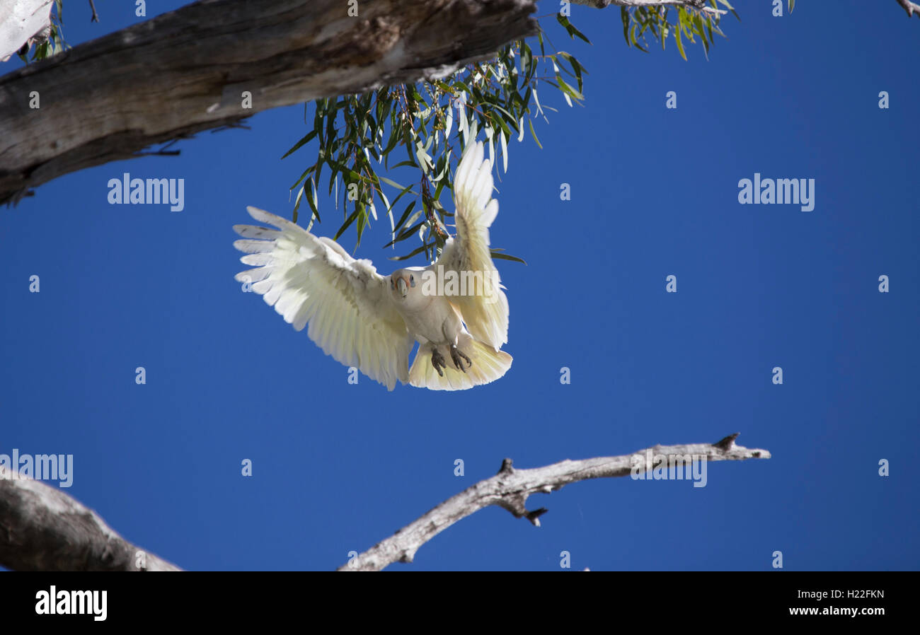 Darling river in kinchega national park hi-res stock photography and ...