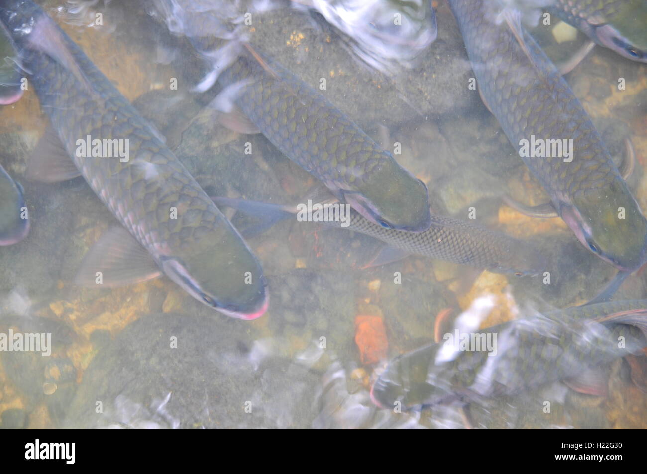 Vietnamese God fish are swimming in the God stream Stock Photo - Alamy