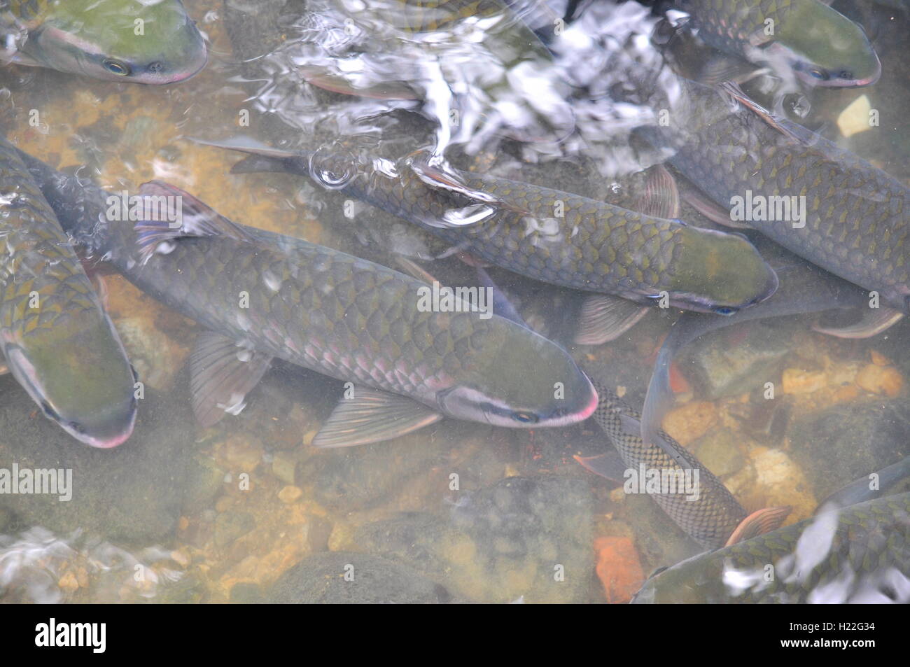 Vietnamese God fish are swimming in the God stream Stock Photo - Alamy