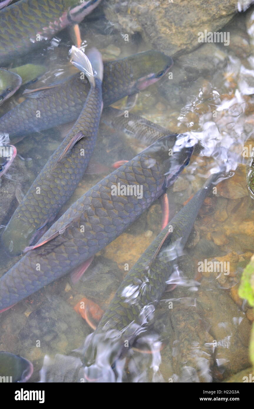 Vietnamese God fish are swimming in the God stream Stock Photo - Alamy