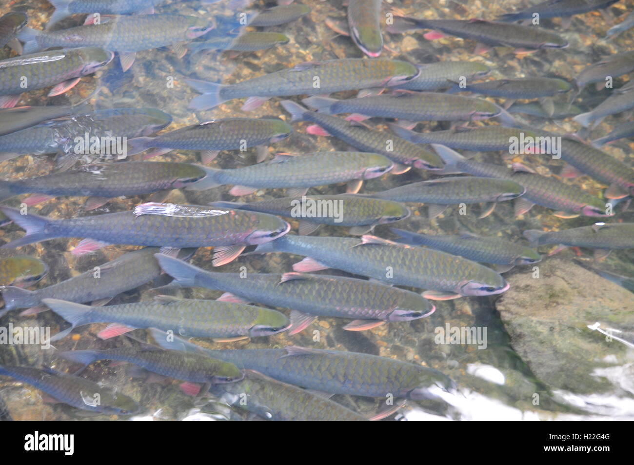 Vietnamese God fish are swimming in the God stream Stock Photo - Alamy