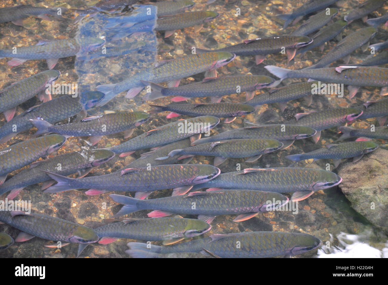 Vietnamese God fish are swimming in the God stream Stock Photo - Alamy