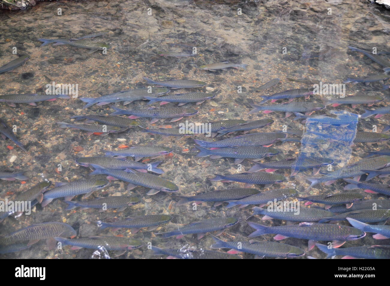 Vietnamese God fish are swimming in the God stream Stock Photo - Alamy