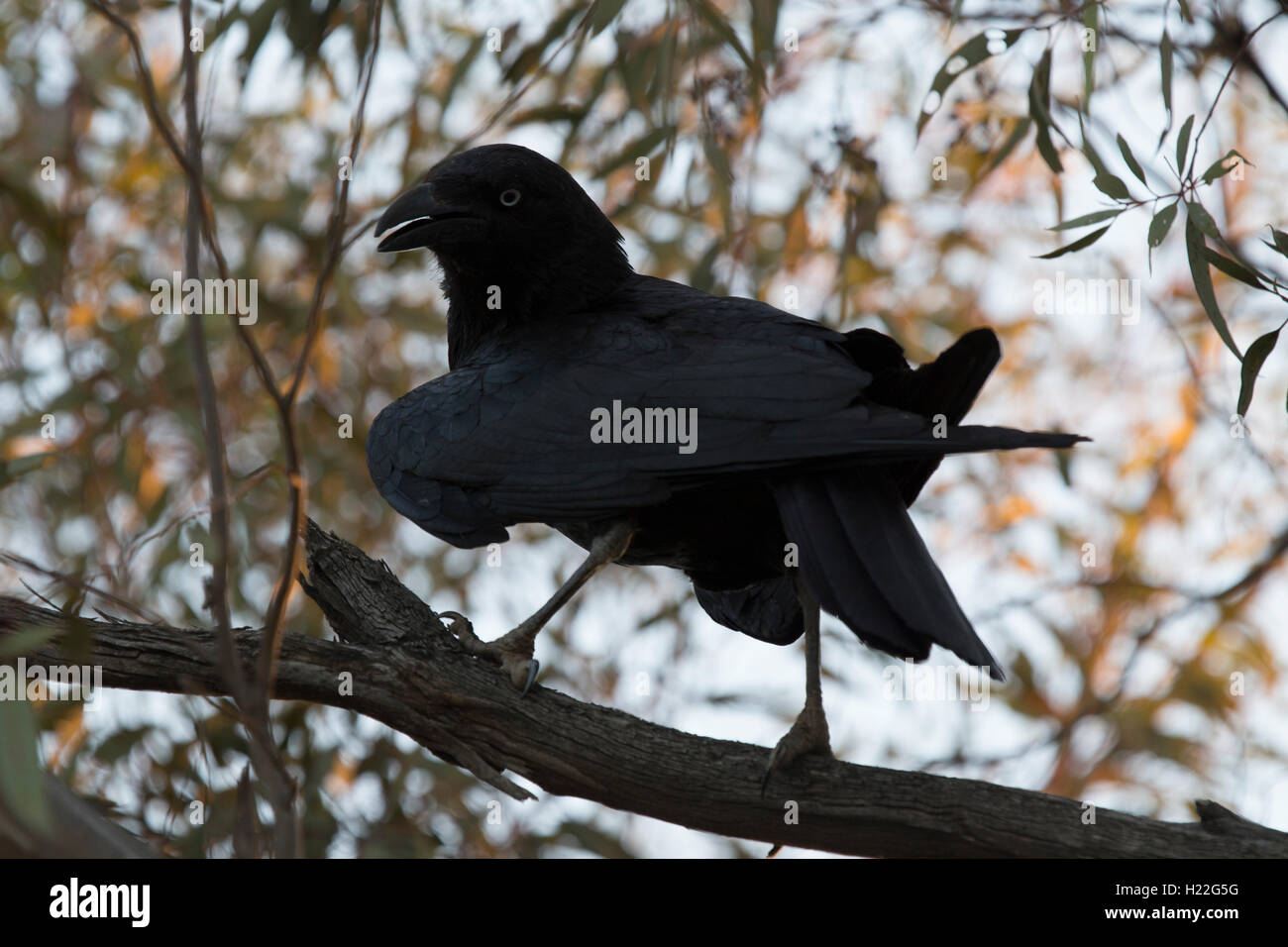Raven resting hi-res stock photography and images - Alamy