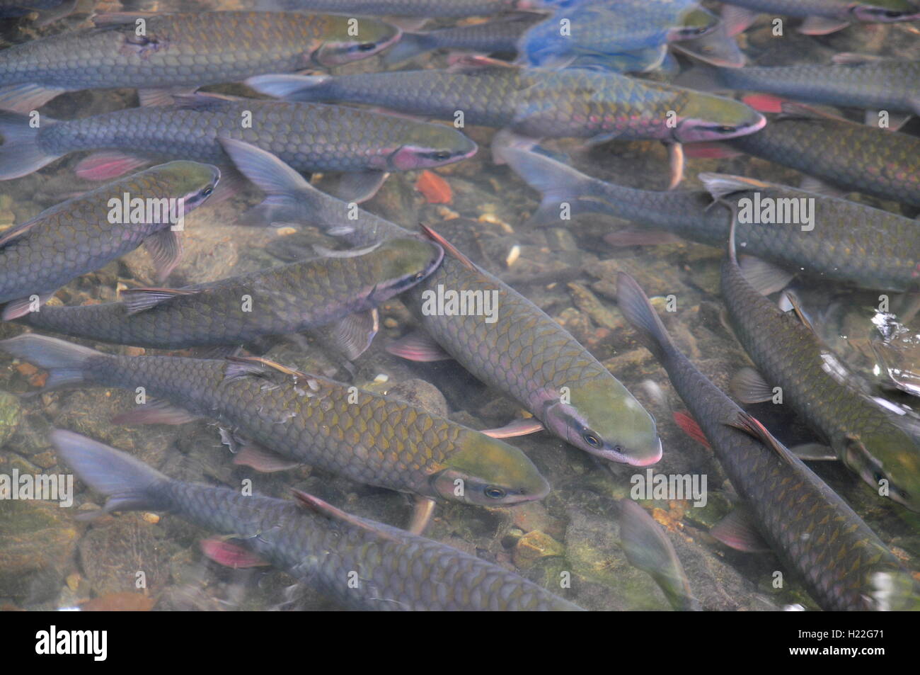 Vietnamese God fish are swimming in the God stream Stock Photo - Alamy
