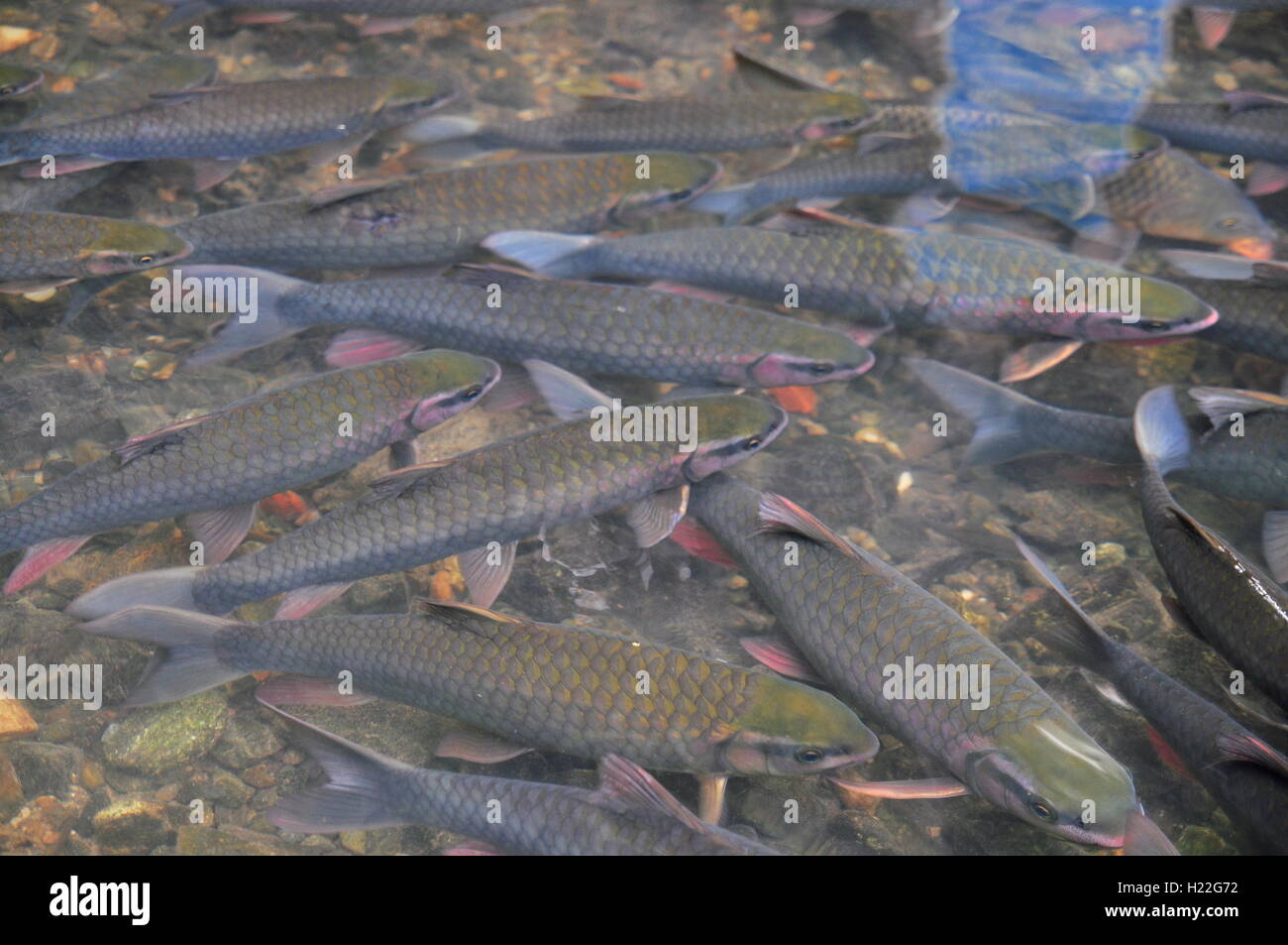 Vietnamese God fish are swimming in the God stream Stock Photo - Alamy