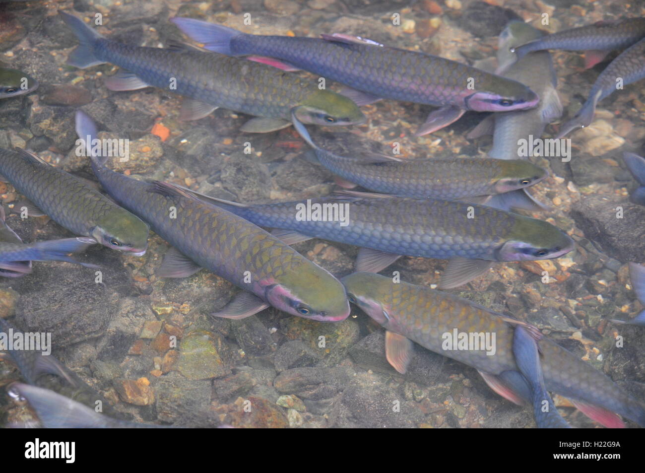 Vietnamese God fish are swimming in the God stream Stock Photo - Alamy