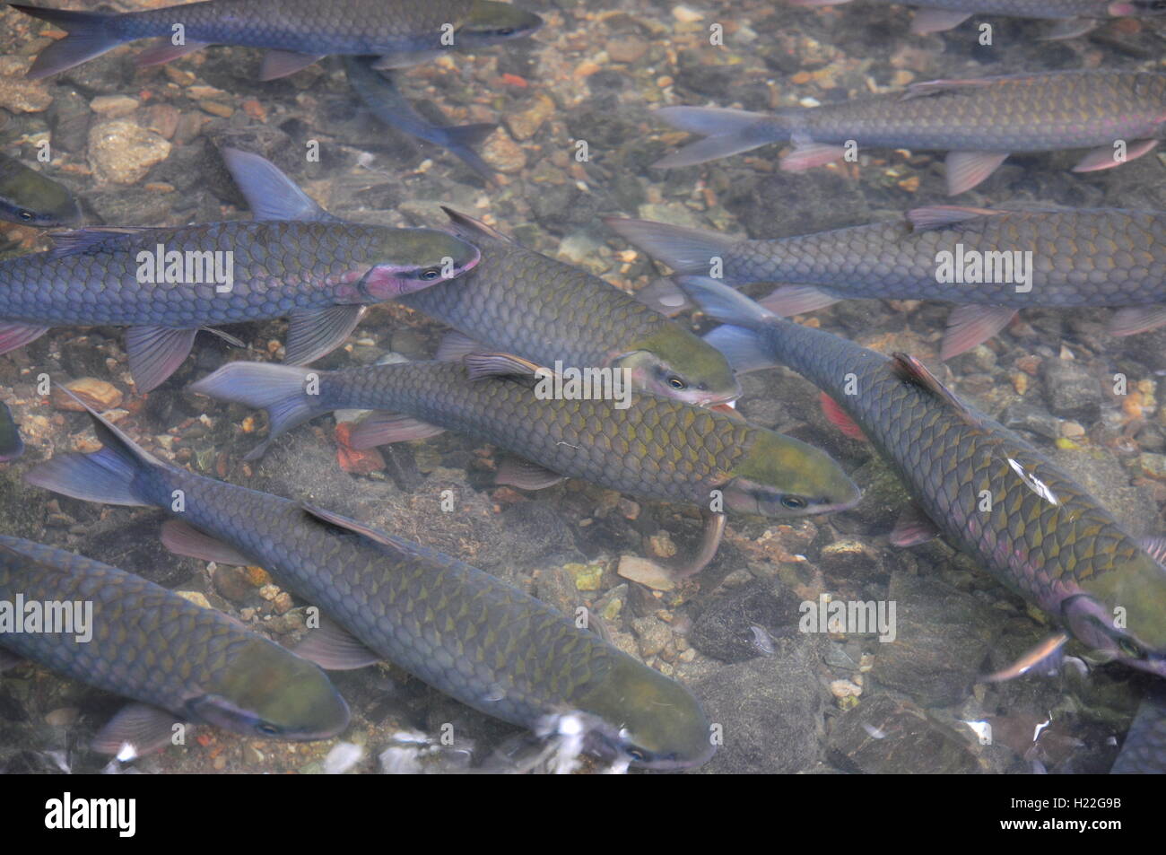 Vietnamese God fish are swimming in the God stream Stock Photo - Alamy