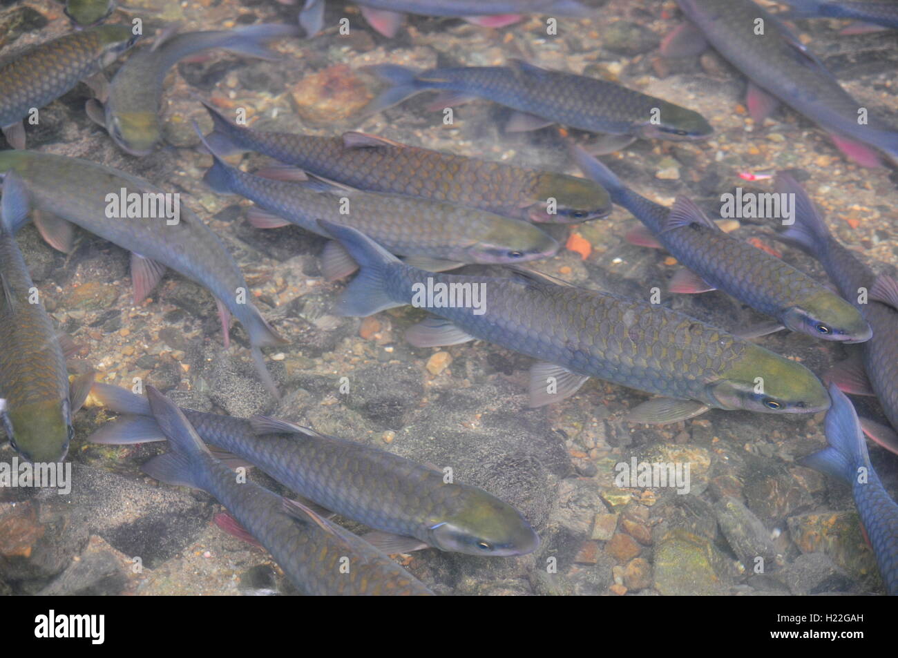 God fish hi-res stock photography and images - Alamy
