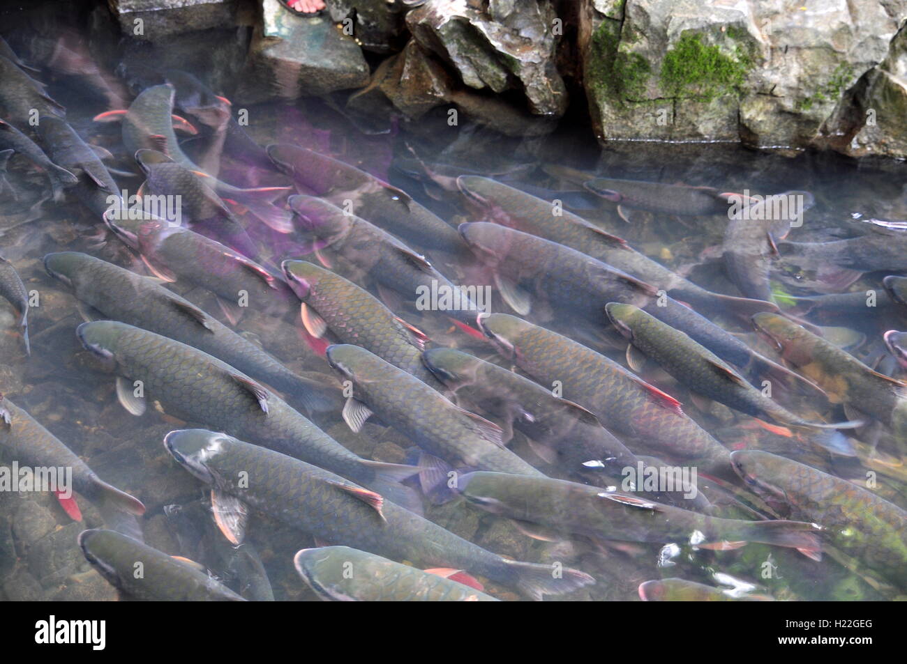 Vietnamese God fish are swimming in the God stream Stock Photo - Alamy