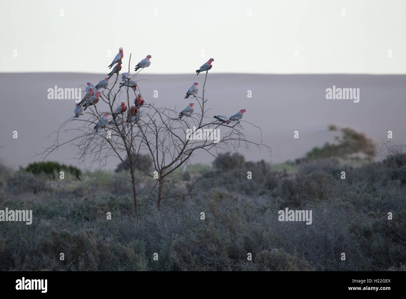 Flock of the Australian parrot the Galah resting in a dead tree at ...