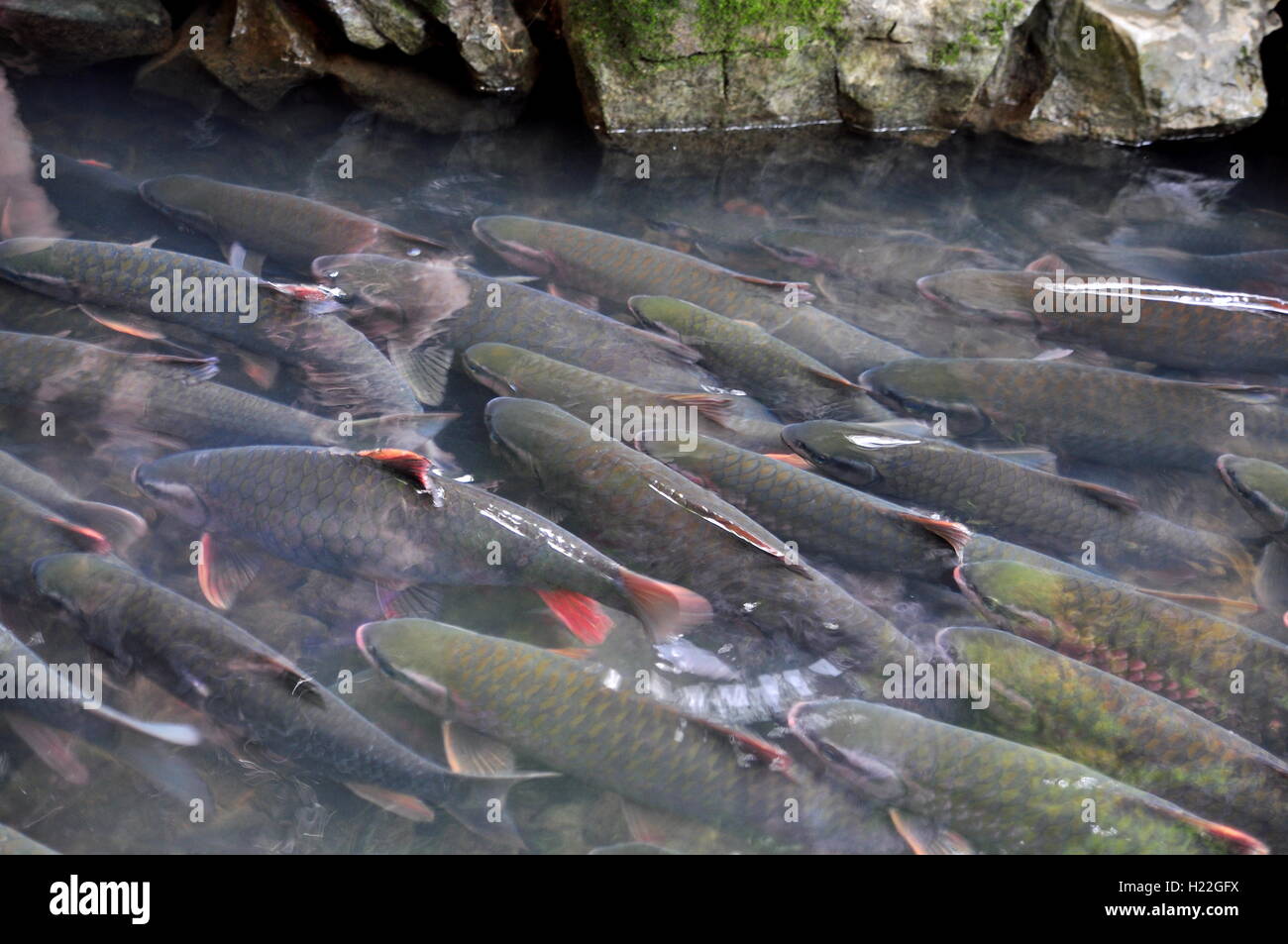 Vietnamese God fish are swimming in the God stream Stock Photo - Alamy