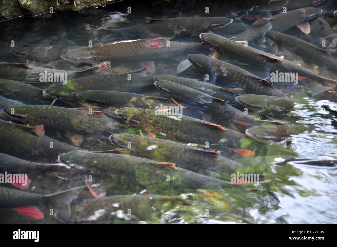 Vietnamese God fish are swimming in the God stream Stock Photo - Alamy