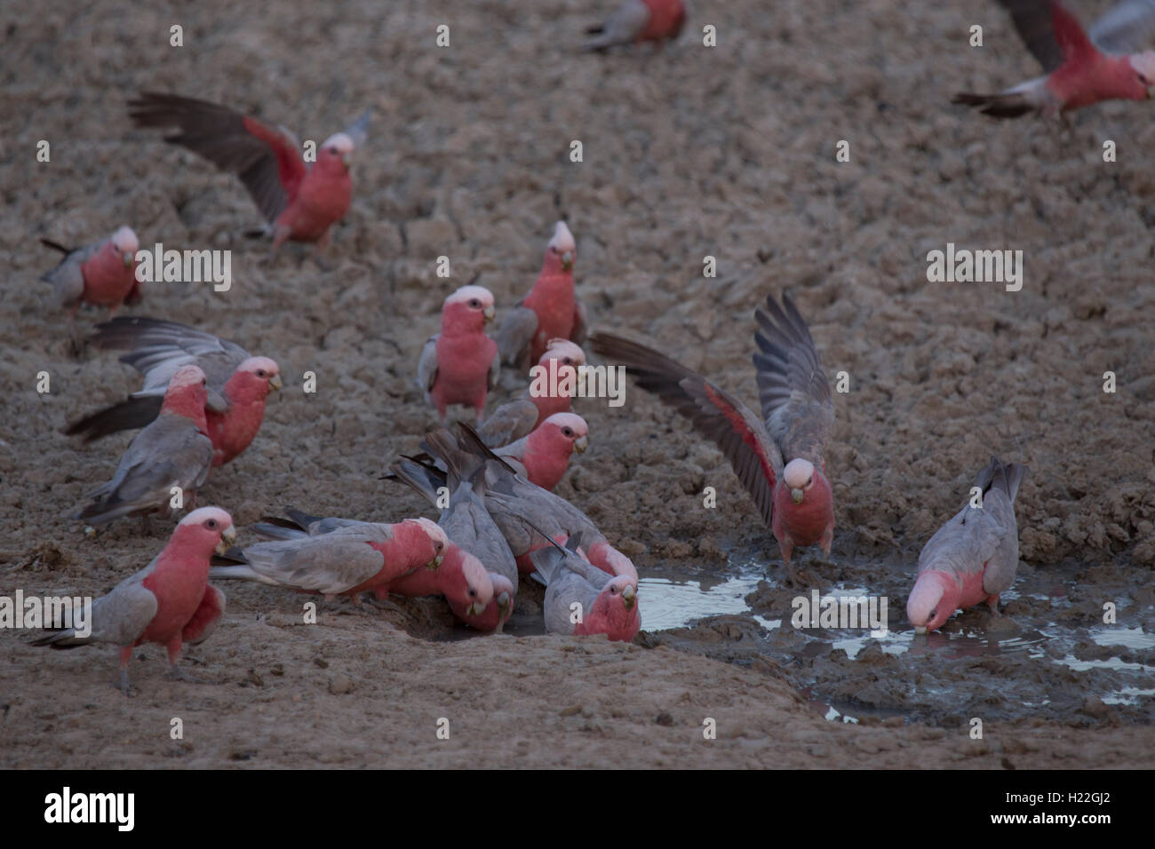 Galah drinking hi-res stock photography and images - Alamy