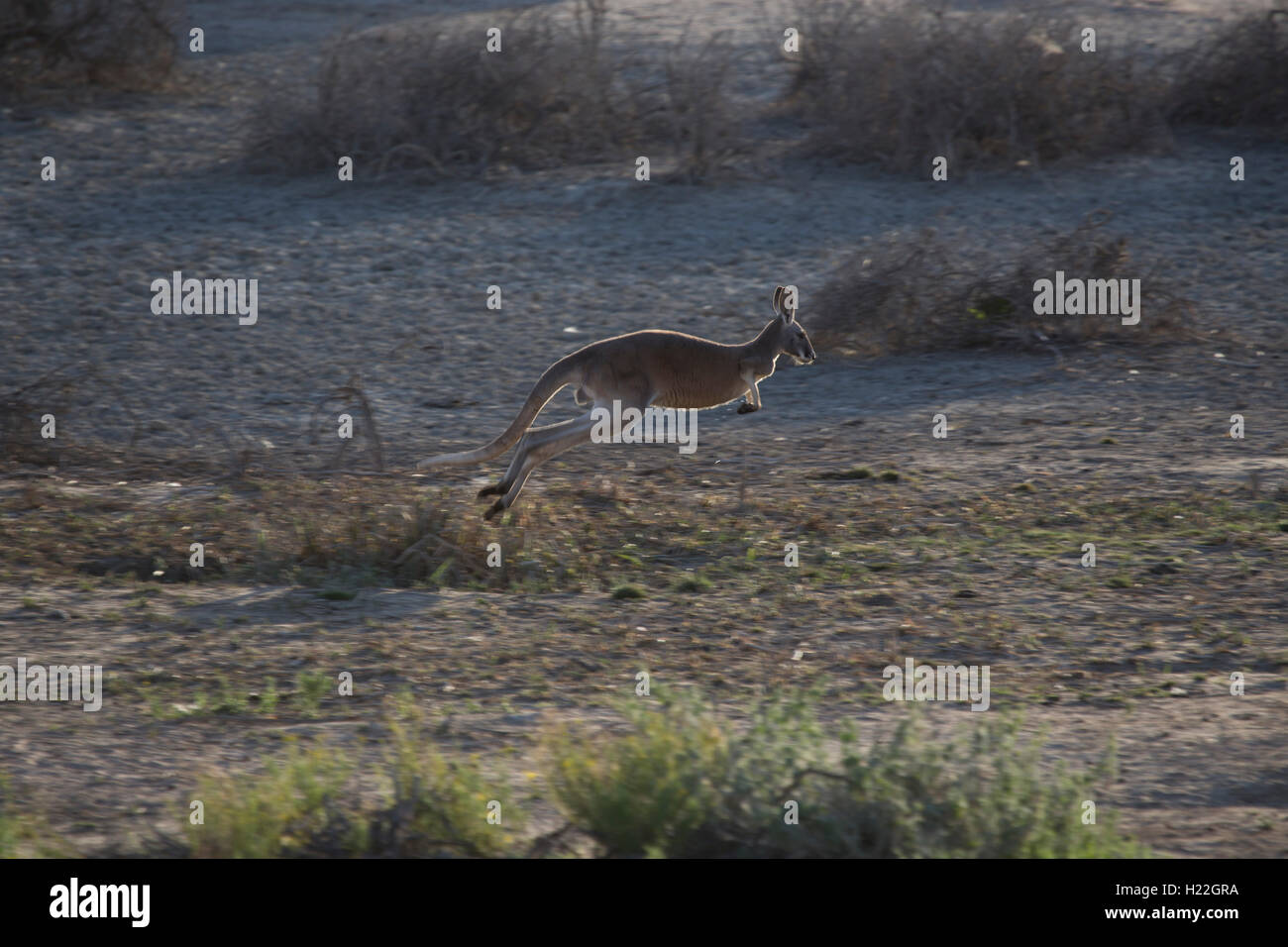Single male red Kangaroo hopping away Mungo National Park New South ...