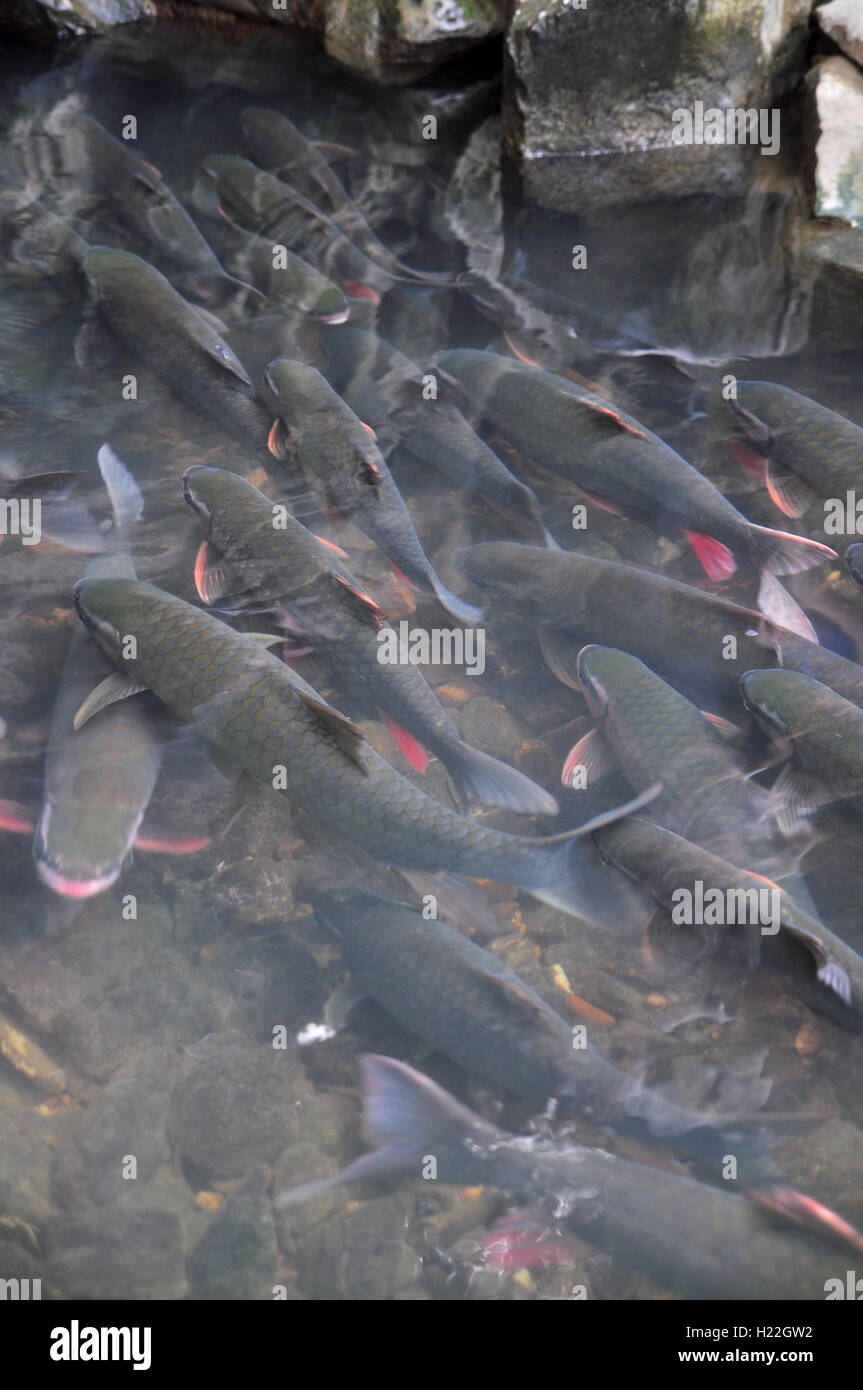 Vietnamese God fish are swimming in the God stream Stock Photo - Alamy