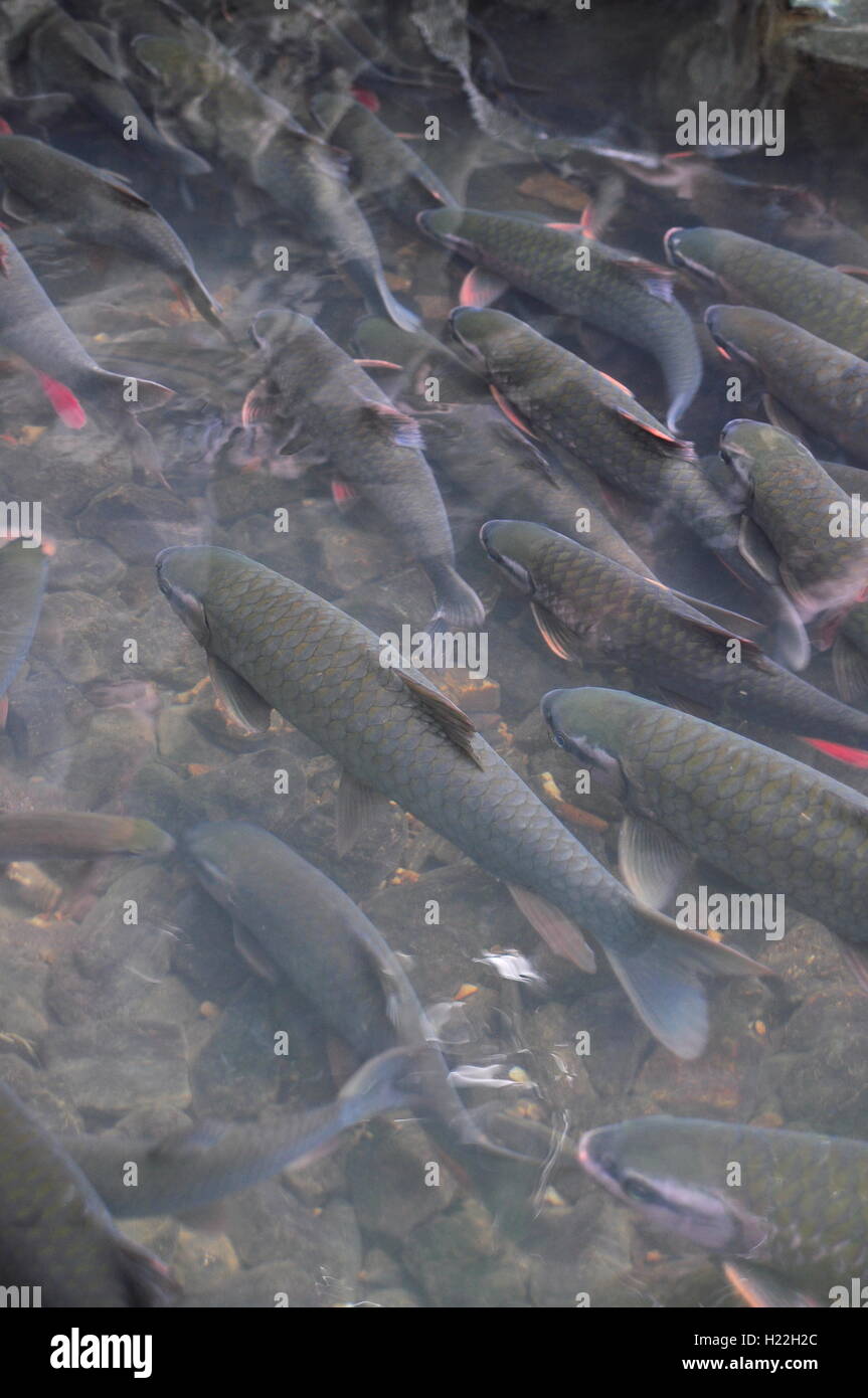 Vietnamese God fish are swimming in the God stream Stock Photo - Alamy