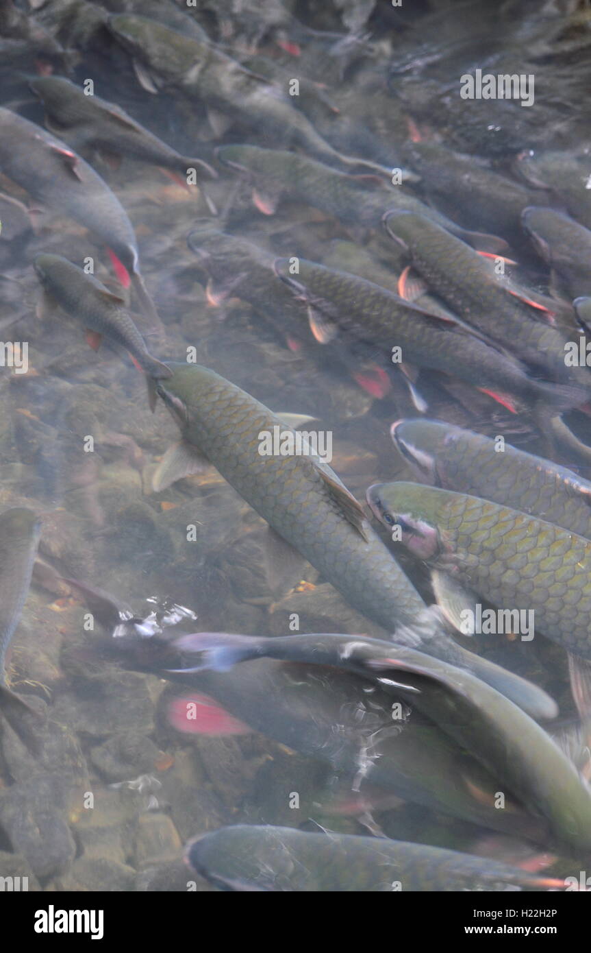 Vietnamese God fish are swimming in the God stream Stock Photo - Alamy