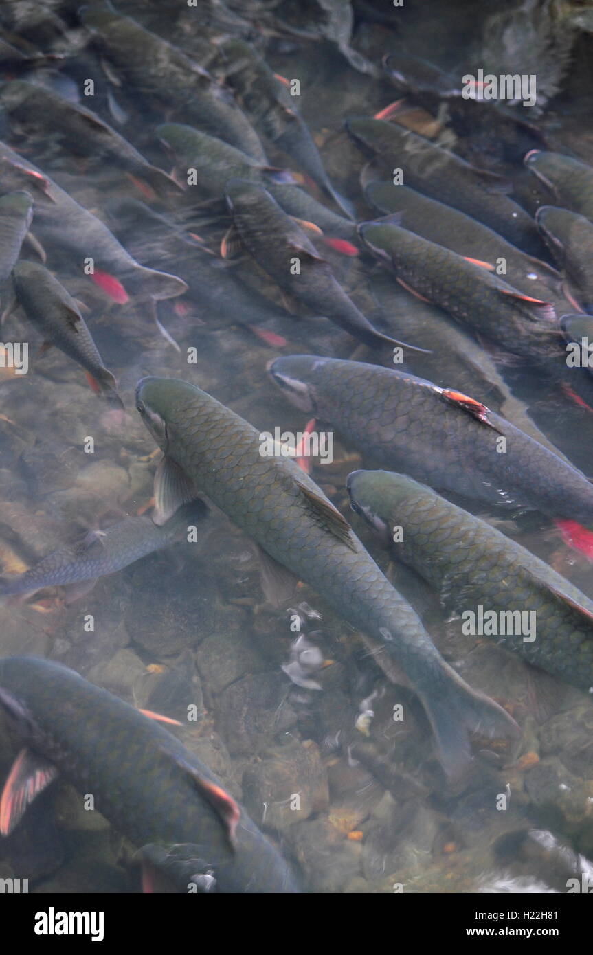 Vietnamese God fish are swimming in the God stream Stock Photo - Alamy