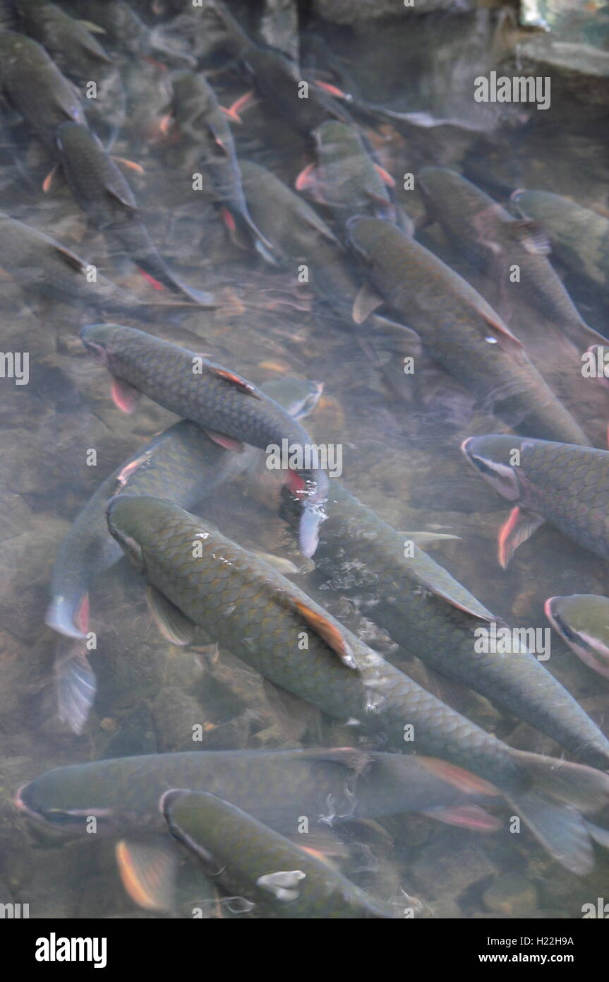 Vietnamese God fish are swimming in the God stream Stock Photo - Alamy