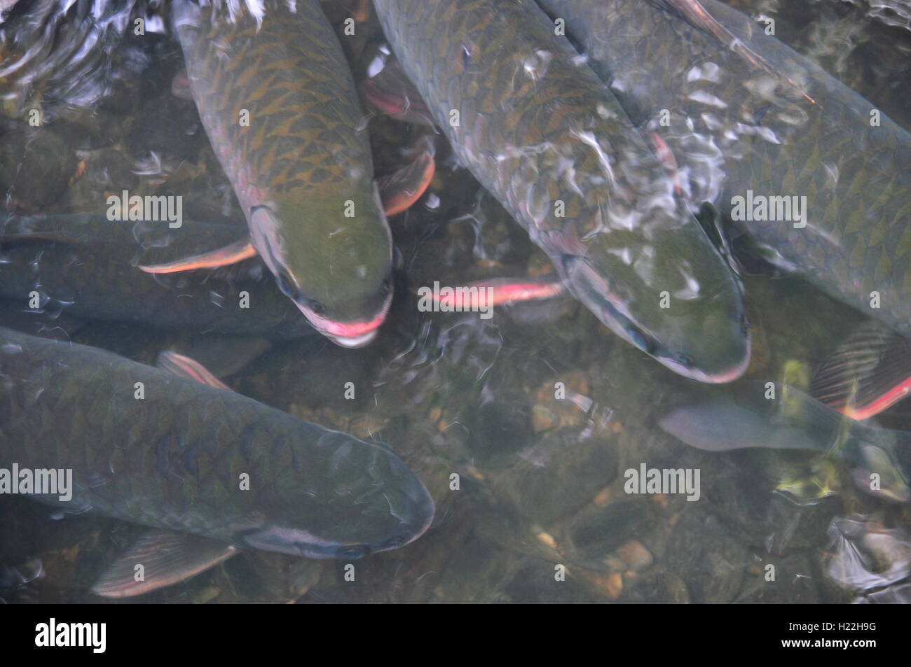 Vietnamese God fish are swimming in the God stream Stock Photo - Alamy