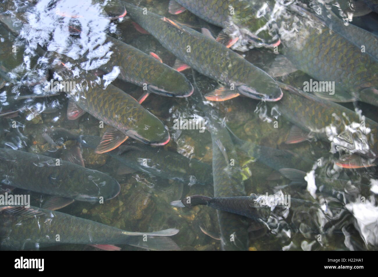 Vietnamese God fish are swimming in the God stream Stock Photo - Alamy