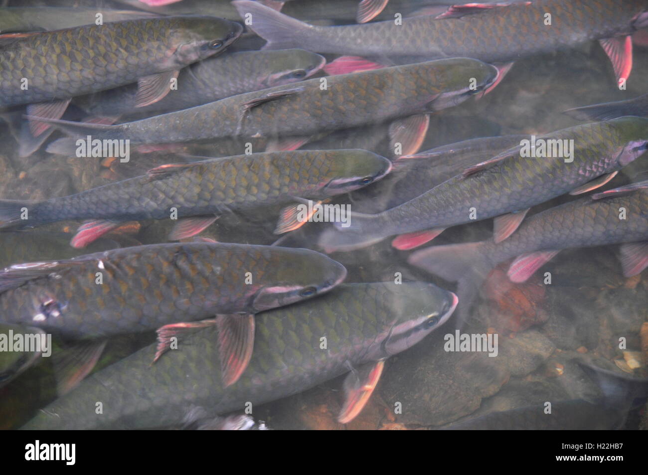 Vietnamese God fish are swimming in the God stream Stock Photo - Alamy