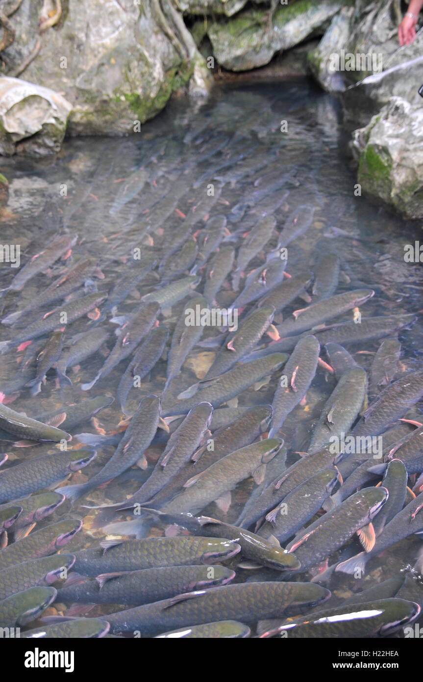 Vietnamese God fish are swimming in the God stream Stock Photo - Alamy
