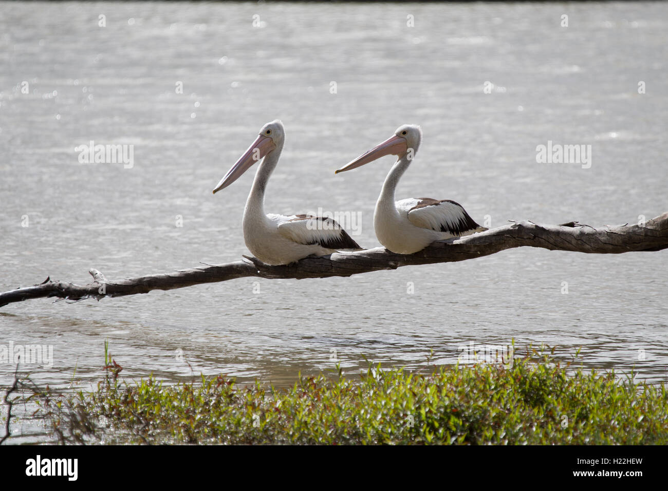 Pair of Australian Pelican resting on a tree branch Barmah National ...