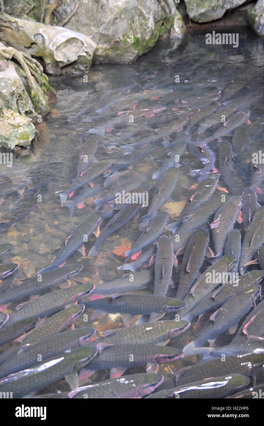 Vietnamese God fish are swimming in the God stream Stock Photo - Alamy