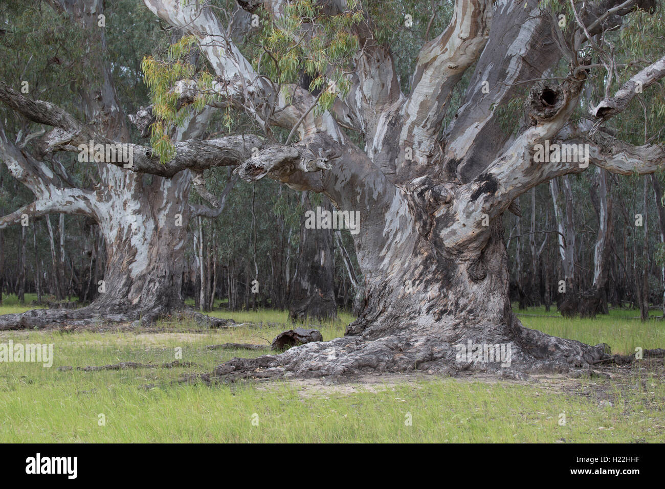 River Red Gum Tree Barmah National Park Victoria Australia Stock Photo ...