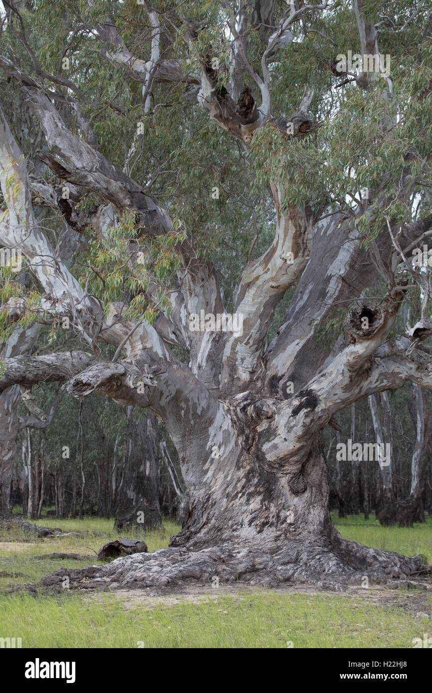 Red Gum Tree High Resolution Stock Photography and Images - Alamy