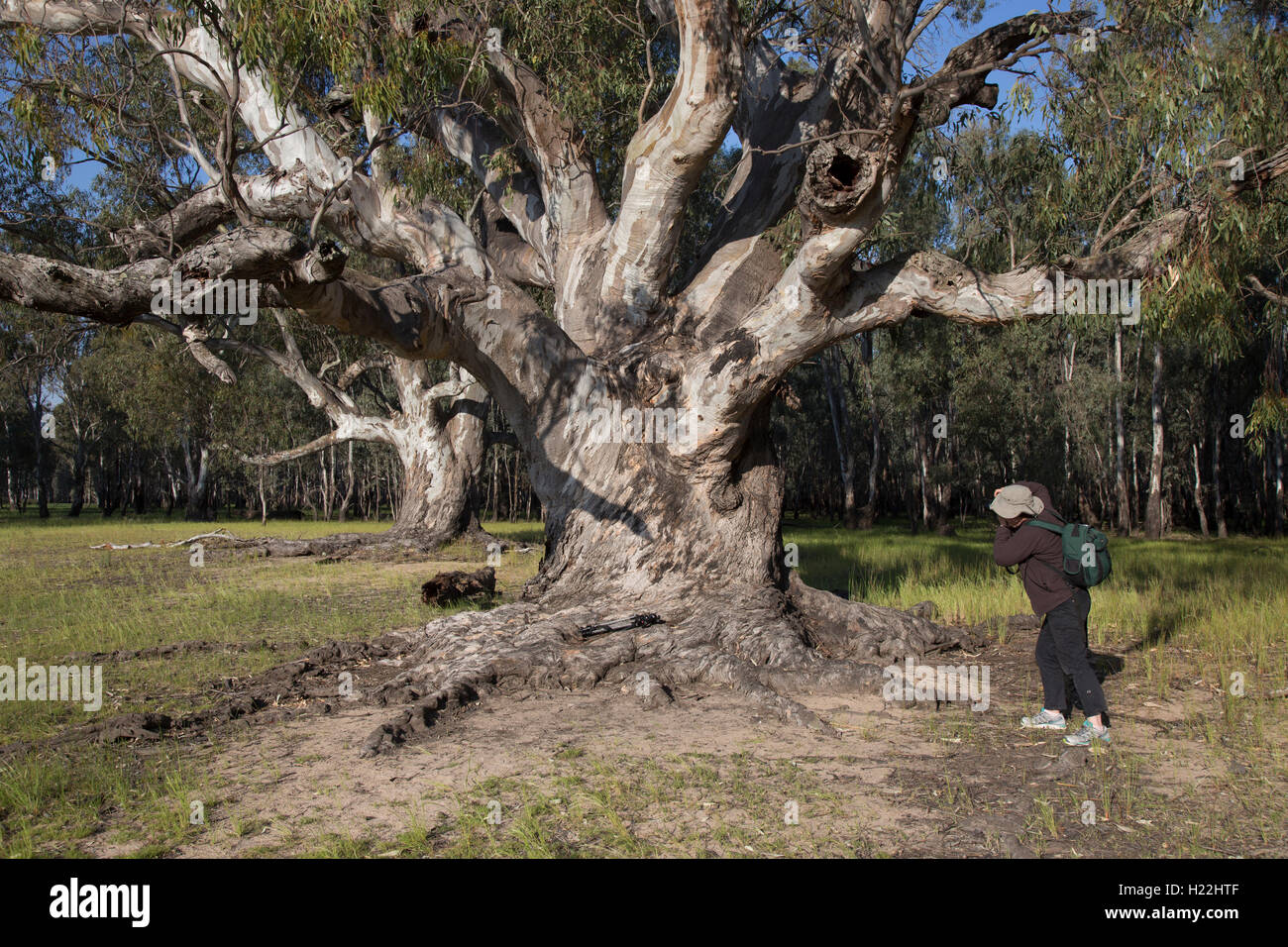 River red gum hi-res stock photography and images - Alamy