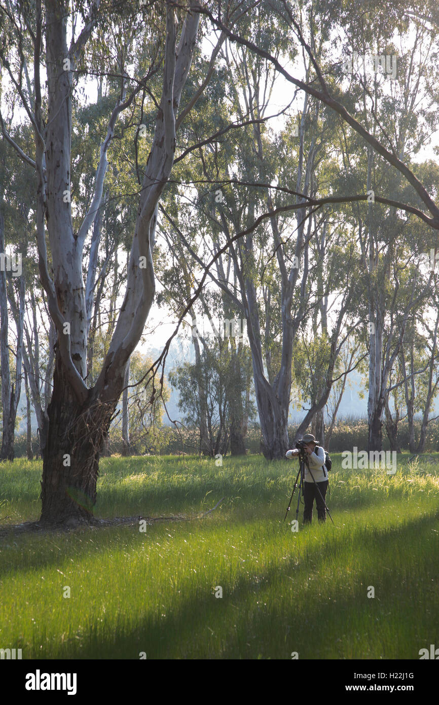 Tourist photographing a ancient River Red Gum at Barmah National Park ...