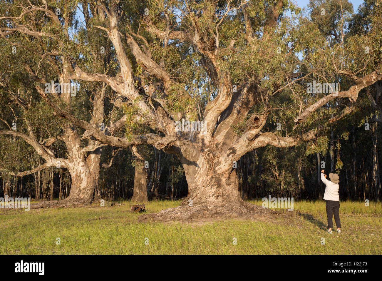 Tourist photographing a ancient River Red Gum at Barmah National Park ...