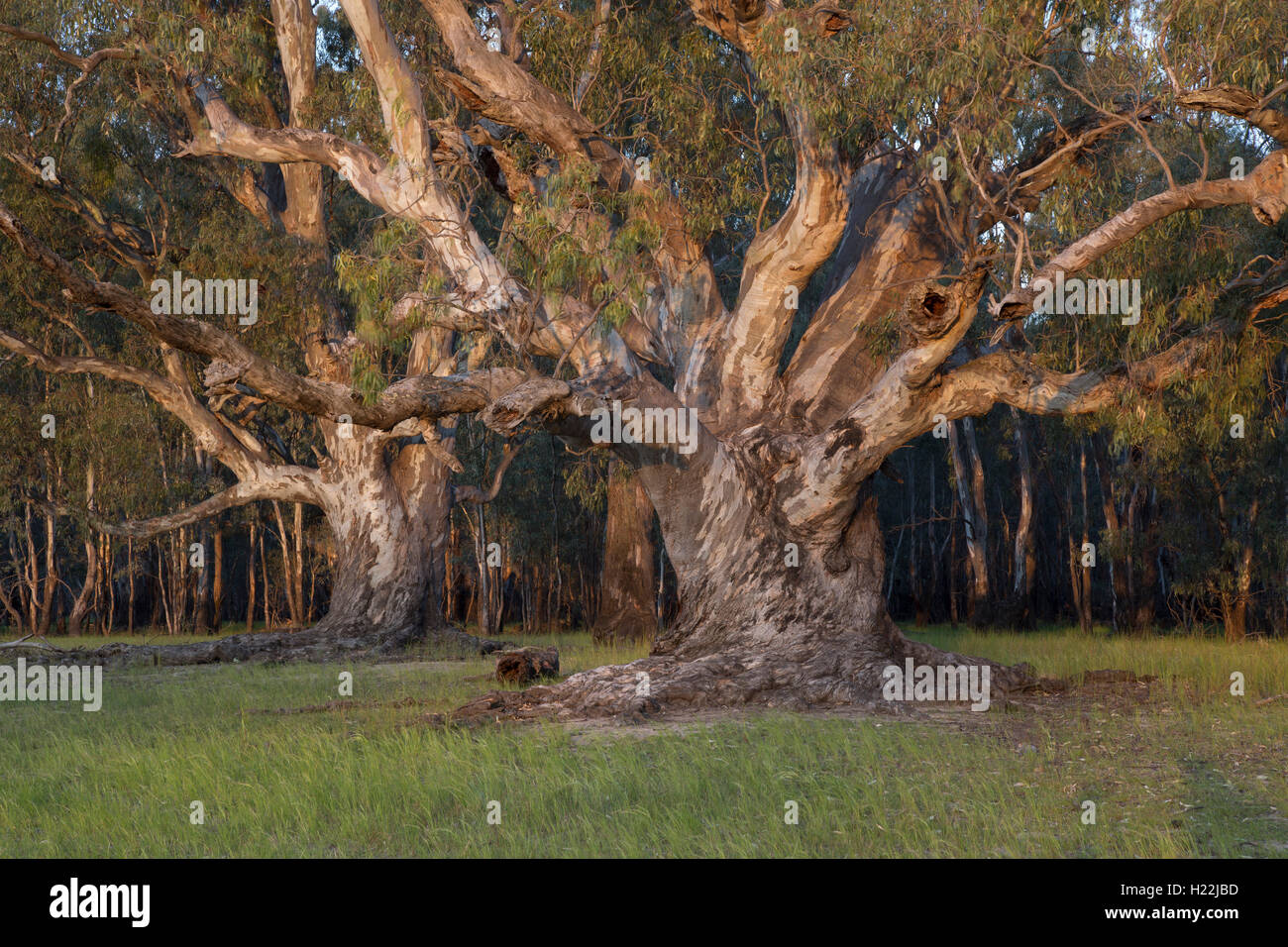 Ancient River Red Gums at Barmah National Park Victoria Australia Stock ...