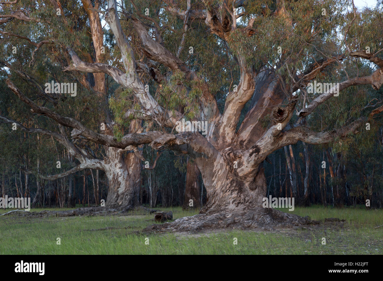 Ancient River Red Gums at Barmah National Park Victoria Australia Stock ...