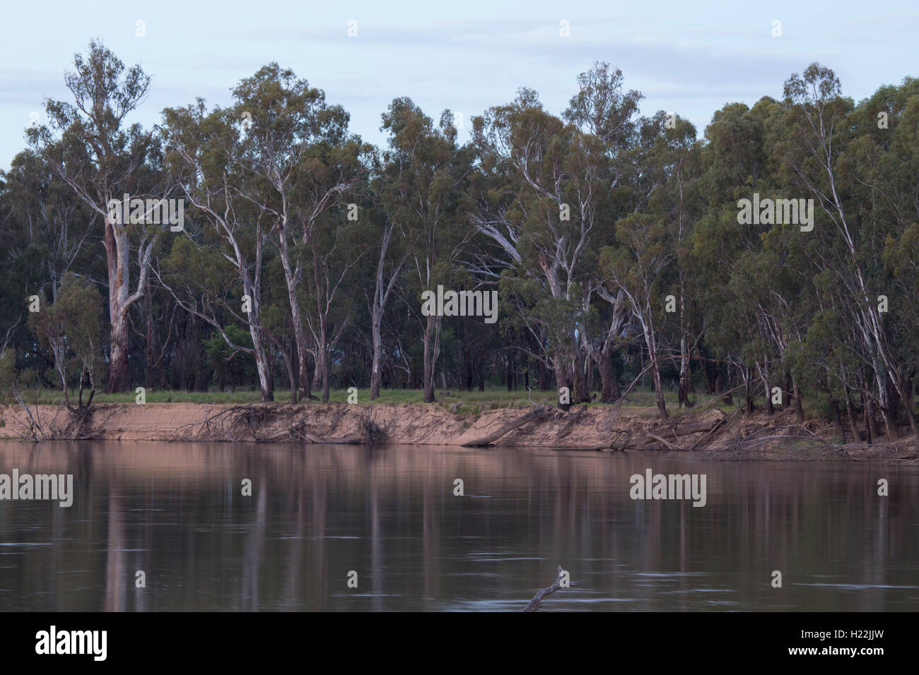 Rive Red Gums along the banks of the Murray River Victoria Australia ...