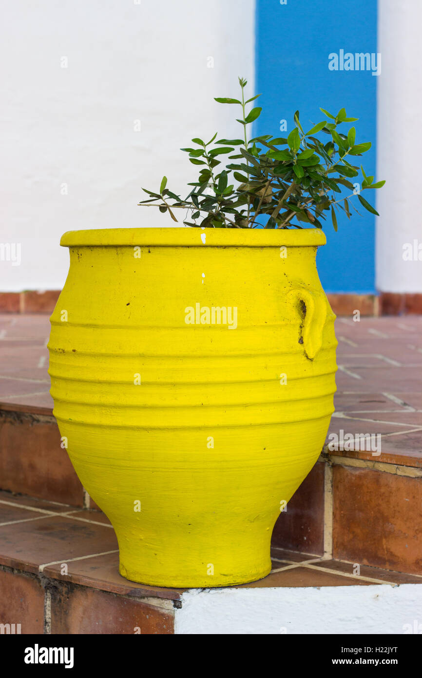 Large yellow plant pot hi-res stock photography and images - Alamy