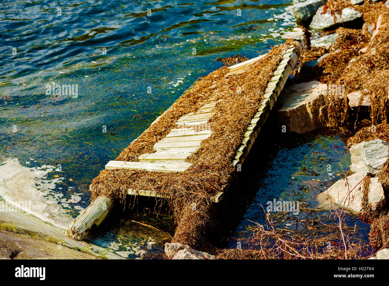 Dry seaweed on debris from a broken pier Stock Photo - Alamy