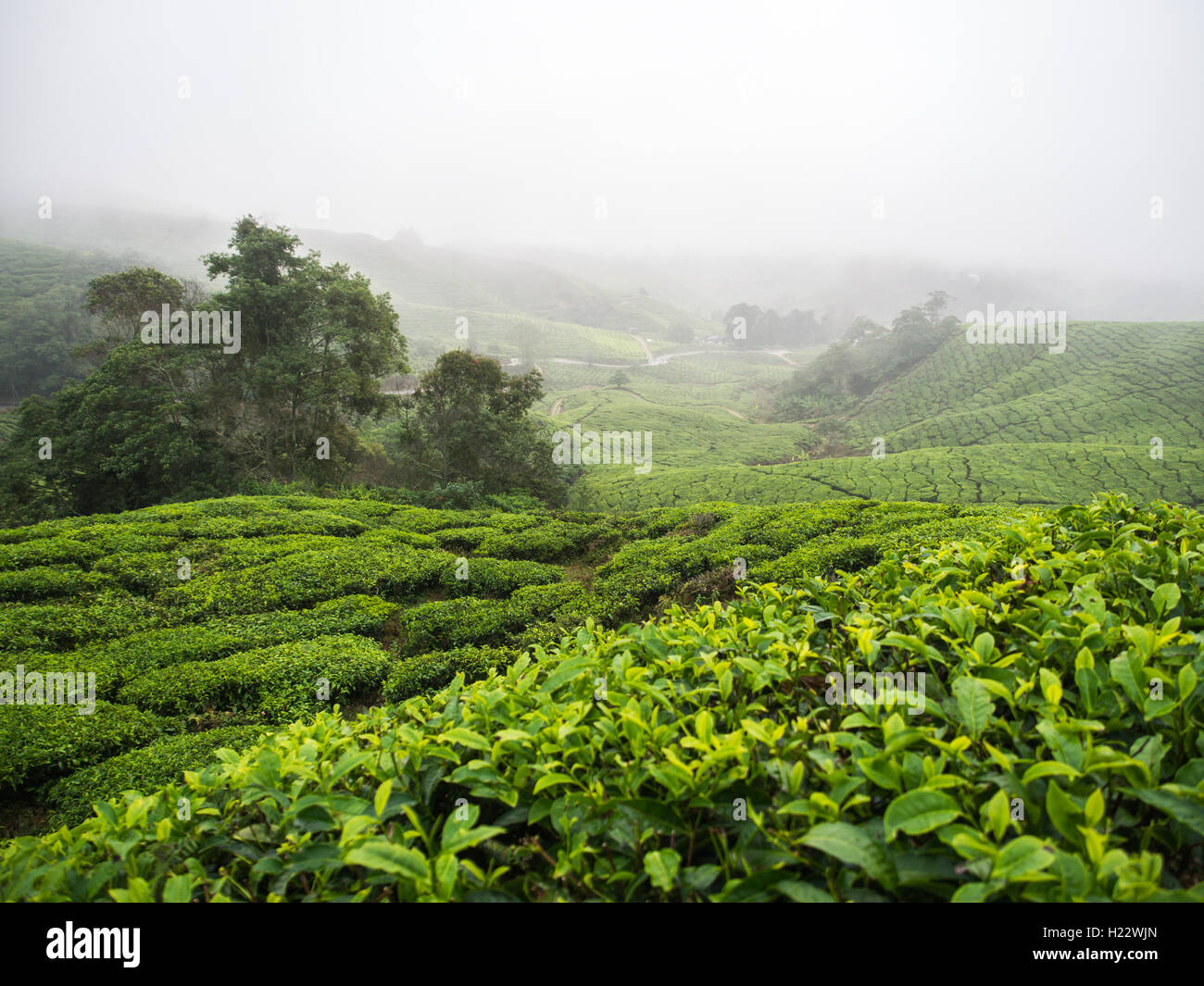 Boh tea plantation in cameron highlands hi-res stock photography and ...