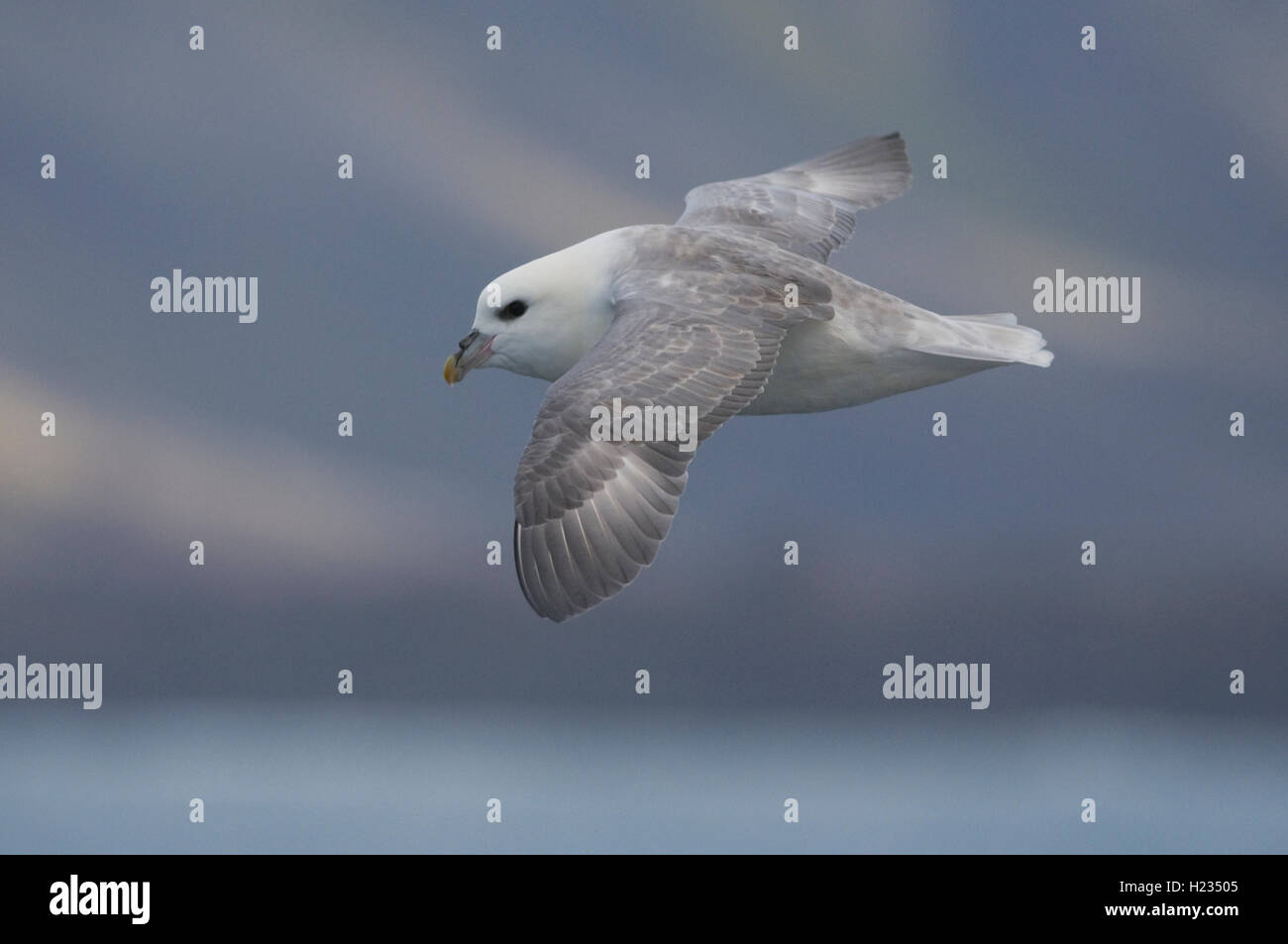 EUROPE, ICELAND, Fulmar, Fulmaris Glacialis, in flight Stock Photo - Alamy